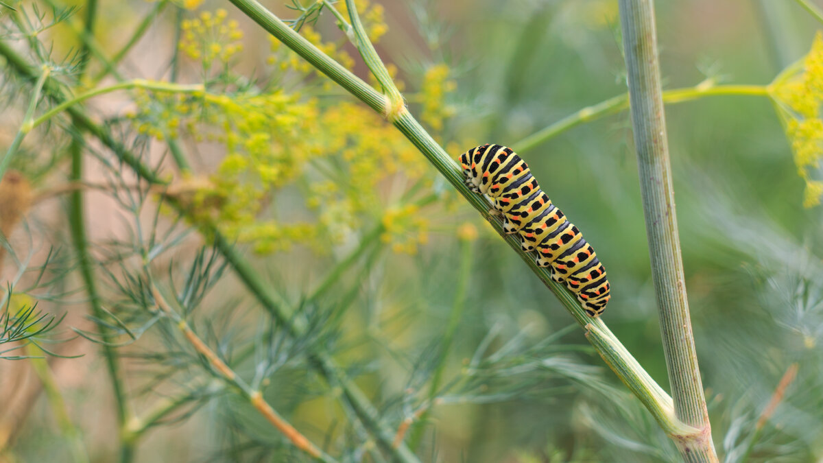 Het défilé van de mooiste rupsen van België - Onze Natuur