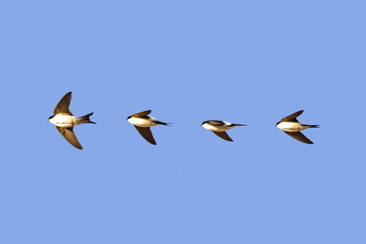 Wanneer beginnen zwaluwen aan de najaarstrek? - Onze Natuur