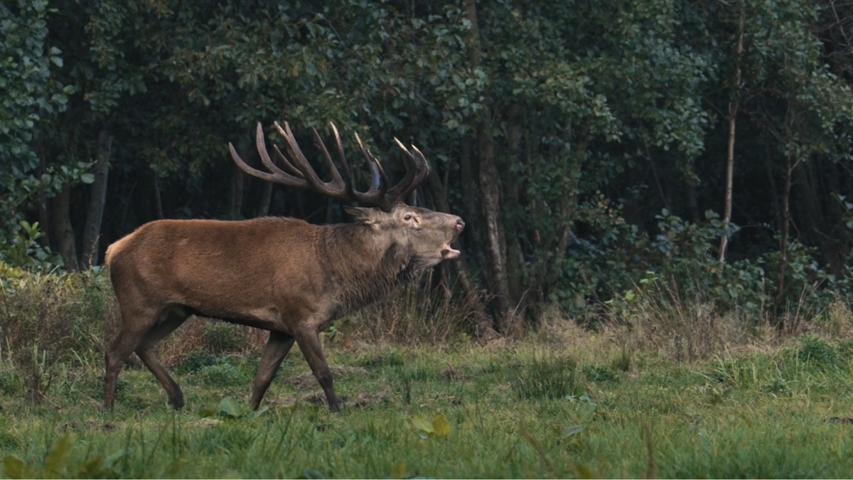 Het geluksgewei van het edelhert - Onze Natuur